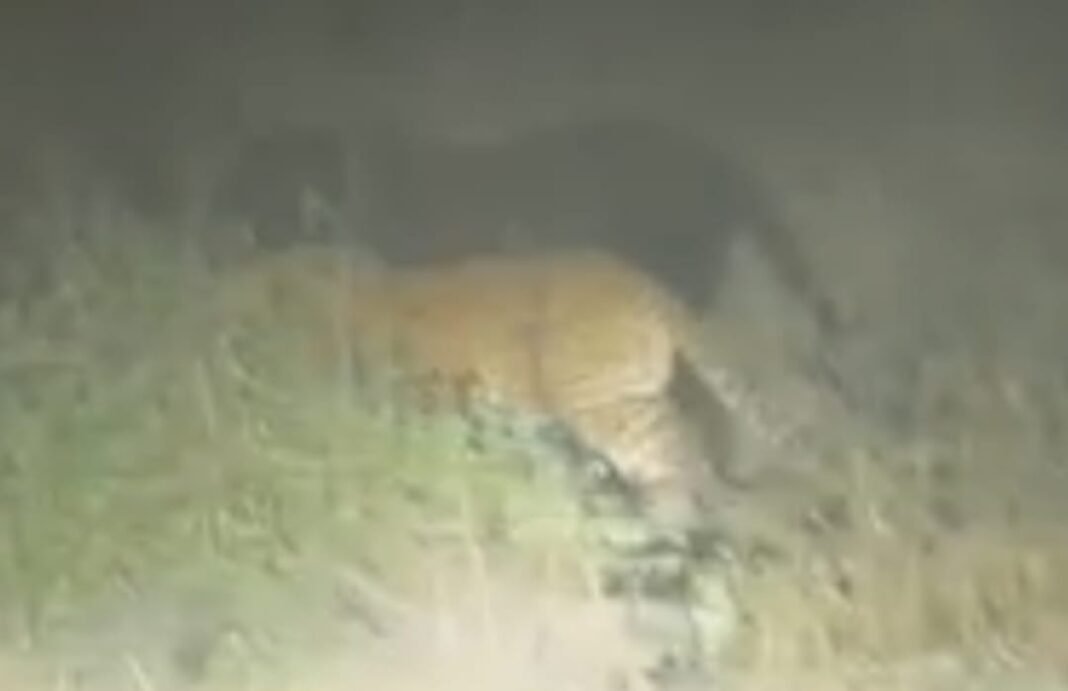 tiger found in akole ahmednagar अकोले तालुक्यात पट्टेरी वाघ आढळला 2026