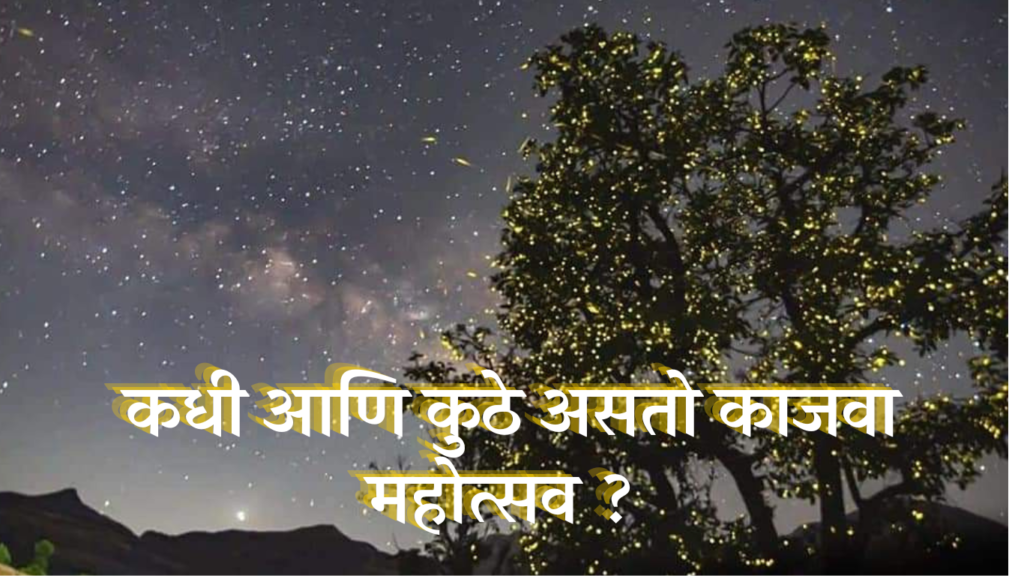 fireflies festival akole bhandardara कधी आणि कुठे असतो काजवा महोत्सव